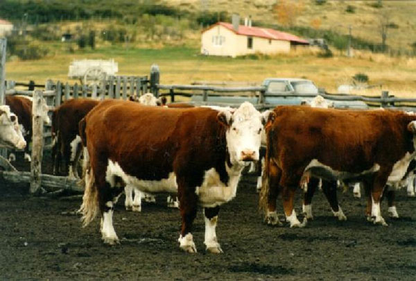 SERVICIO DE INSEMINACION: TORO PARDO SUIZO